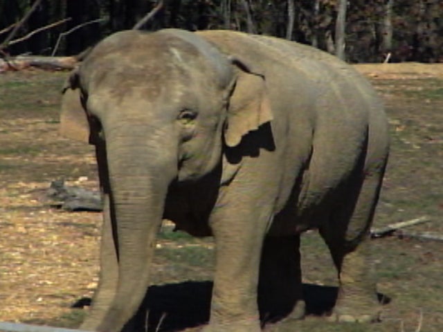 Unlikely friendship of elephant and dog