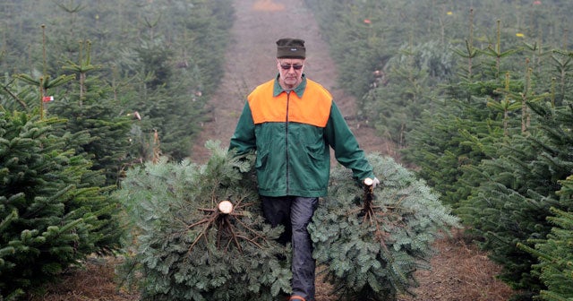 "Christmas tree tax" sidelined after uproar - CBS News
