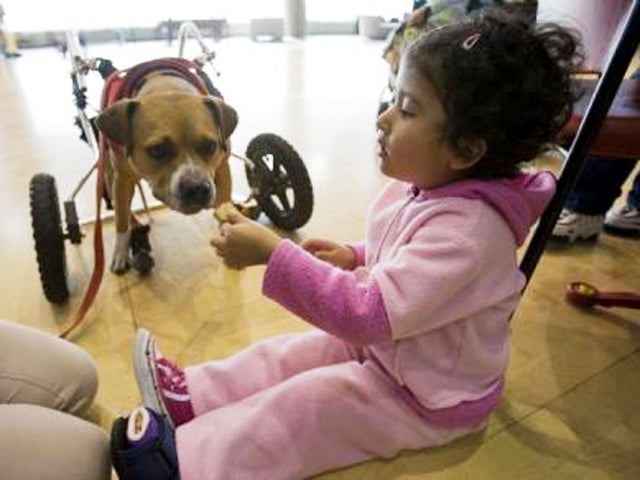Therapy animals: Doggie docs, horse helpers, and more