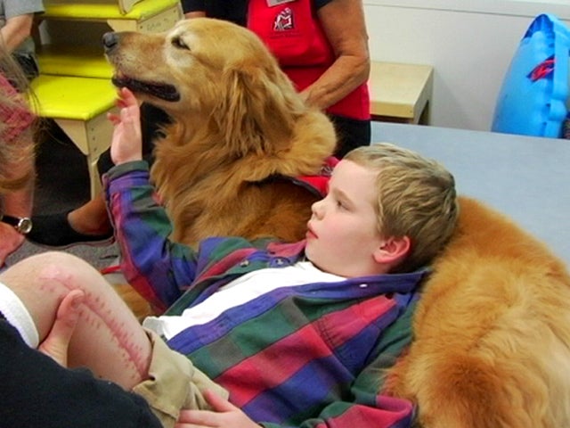 Therapy animals: Doggie docs, horse helpers, and more