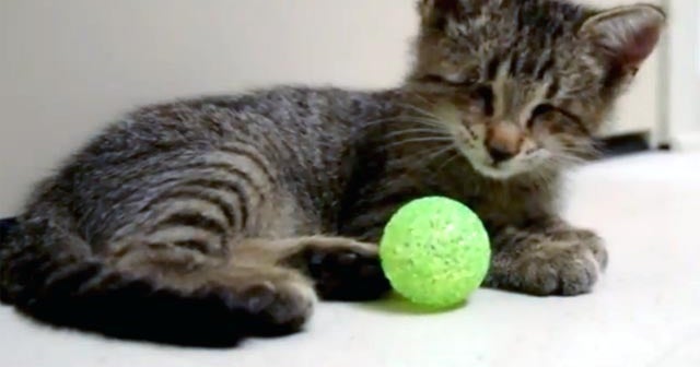 Blind kitty gets his first toy - CBS News