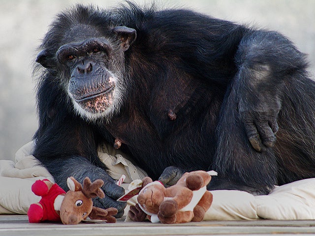 Chillaxin' chimps: 17 research apes enjoy their golden years