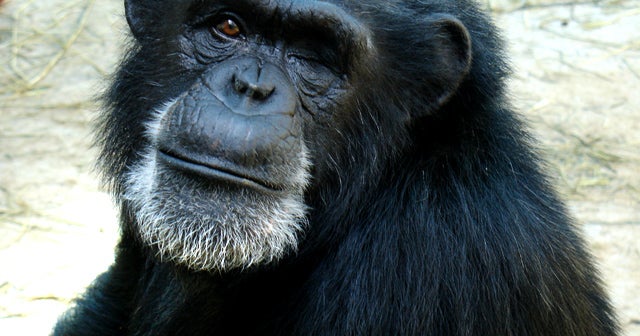 Chillaxin' chimps: 17 research apes enjoy their golden years