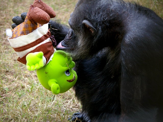 Chillaxin' chimps: 17 research apes enjoy their golden years