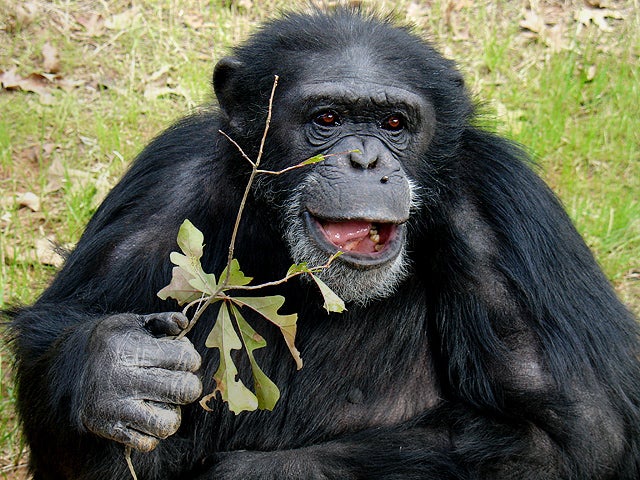 Chillaxin' chimps: 17 research apes enjoy their golden years