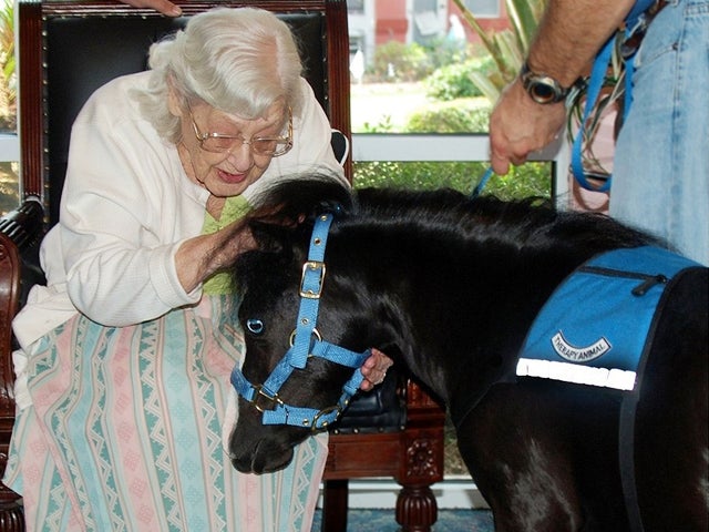 Therapy animals: Doggie docs, horse helpers, and more