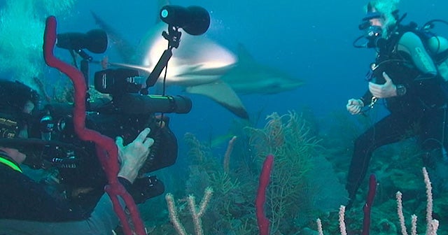 Anderson Cooper: Swimming with sharks - CBS News