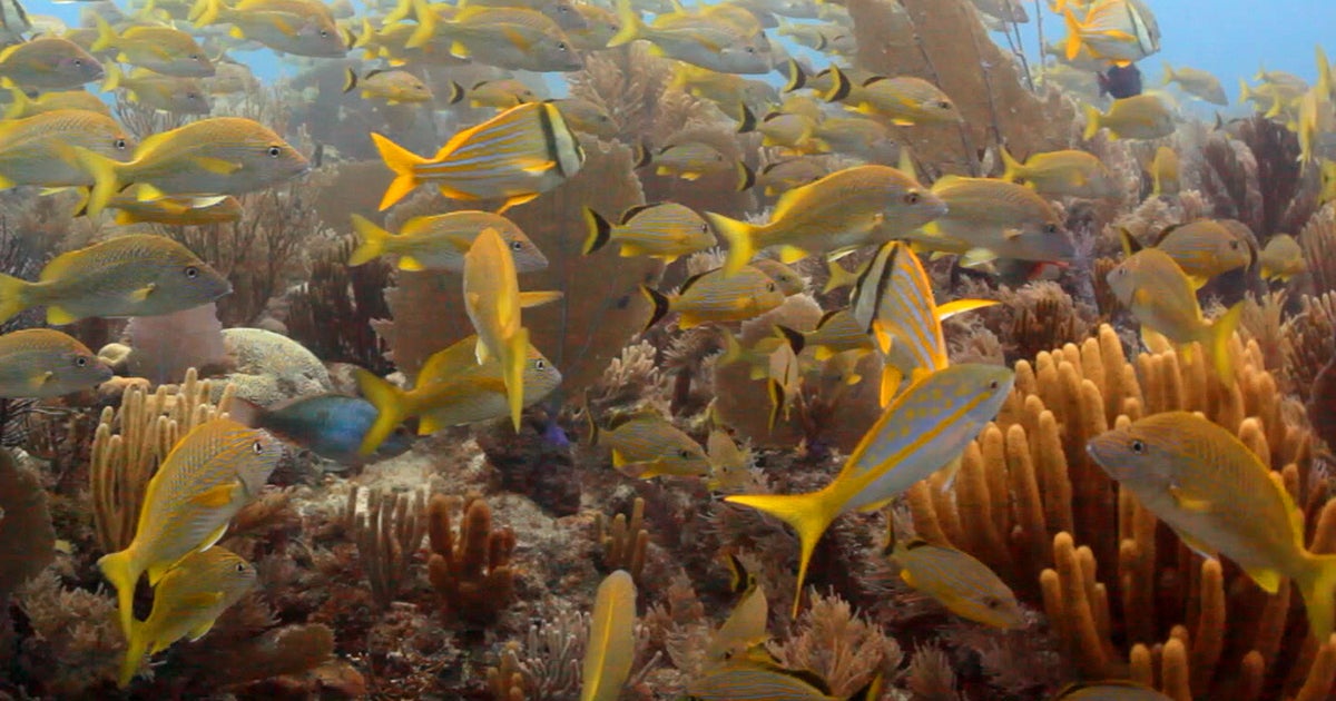 Study: Ocean fish may have freshwater ancestor - CBS News