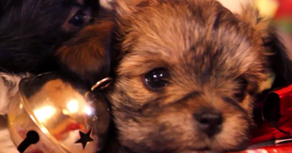 "Puppy Christmas" totally encapsulates the holiday season - CBS News