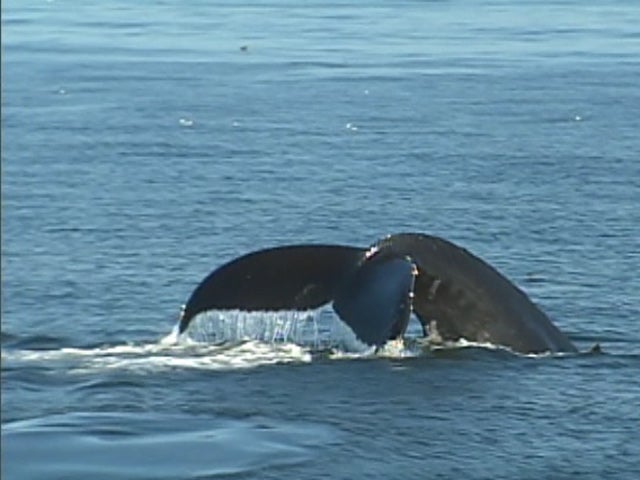 Droves of gray whales swimming along California coast - CBS News