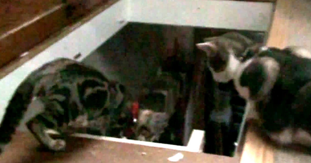 Cat plays mean prank on kitten by giving her a "helping paw" - CBS News