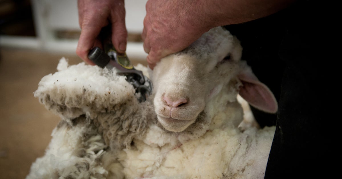 Sheep shearing: Future Olympic sport? - CBS News