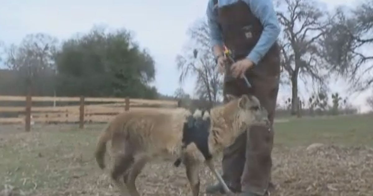 Prosthetic leg puts lamb back on its feet - CBS News