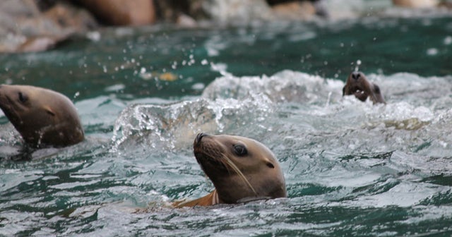 Killer whales killing sea lion pups at alarming rate - CBS News