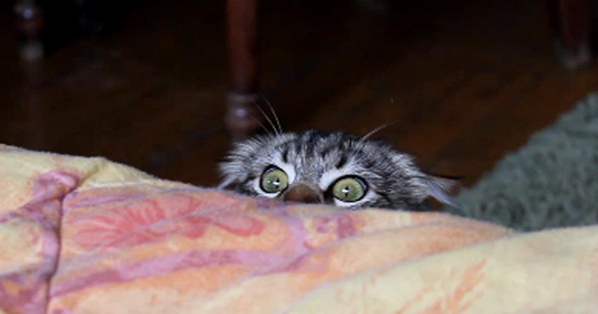This cat is definitely plotting something sinister - CBS News