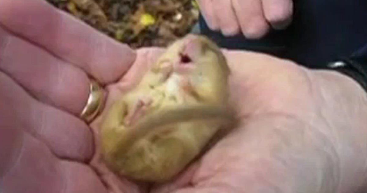 Double-dose of cute: Snoring dormouse and soft shoe cat - CBS News