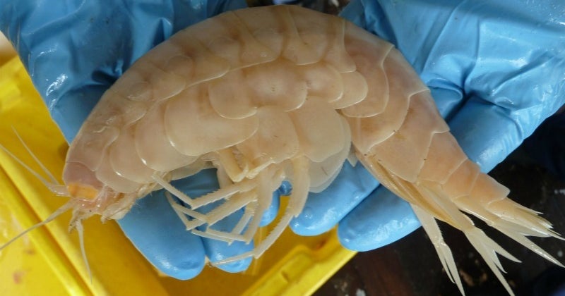 Deep sea trench reveals "Supergiant" crustaceans - CBS News