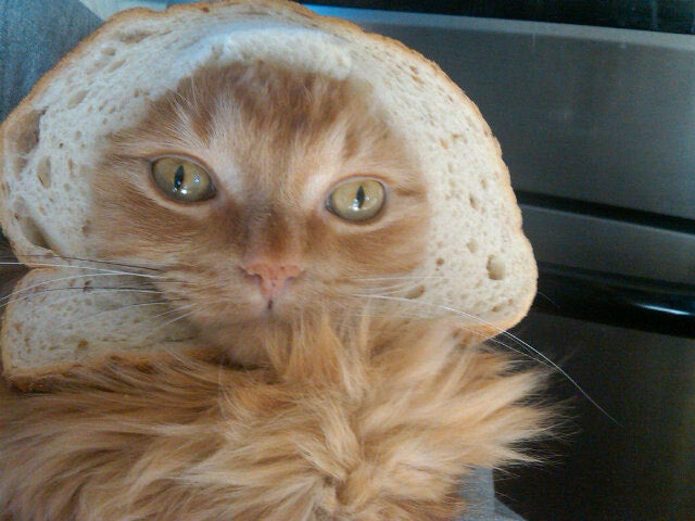 "Breading cats" is latest web photo fad