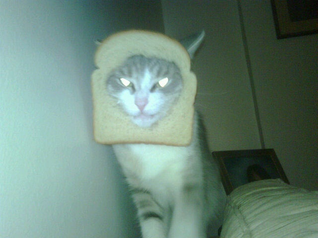 "Breading cats" is latest web photo fad