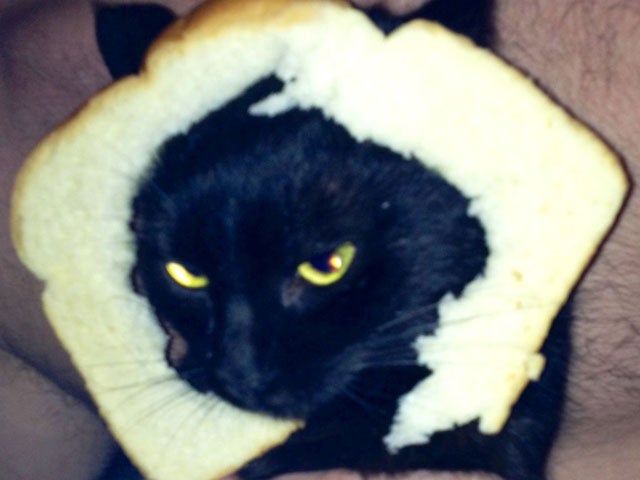 "Breading cats" is latest web photo fad