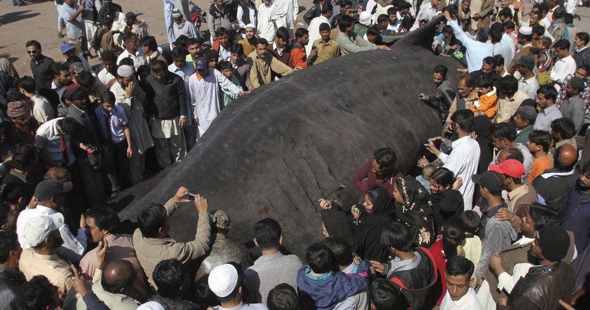 Pakistani man fights with cops over 40-foot shark - CBS News