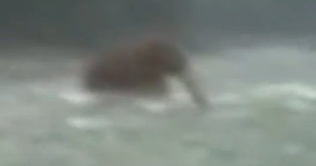 Woolly mammoth video a hoax, original footage shows - CBS News