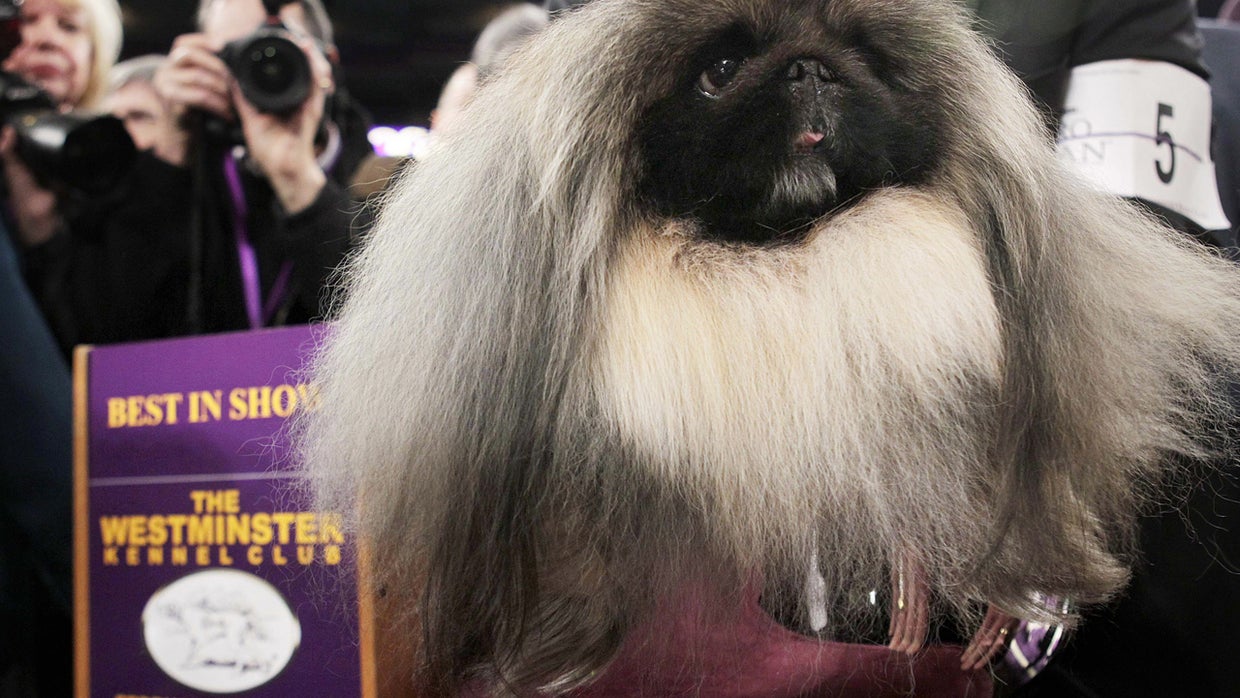 Malachy, a Pekingese, wins Westminster dog show - CBS News