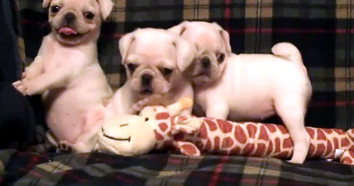 Check out 1, 2, 3, 4 white pug puppies playing - CBS News