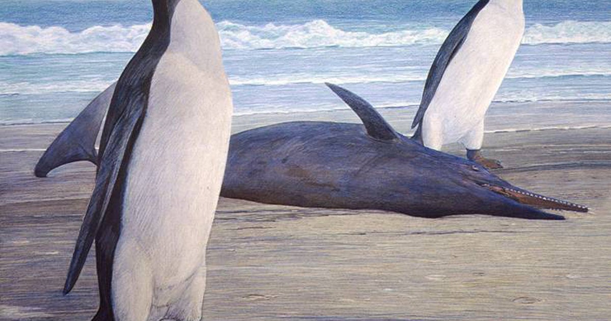 Scientists reconstruct extinct giant penguin - CBS News