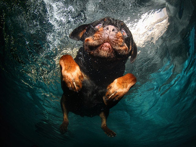 "Underwater Dogs" photos go viral and become a book