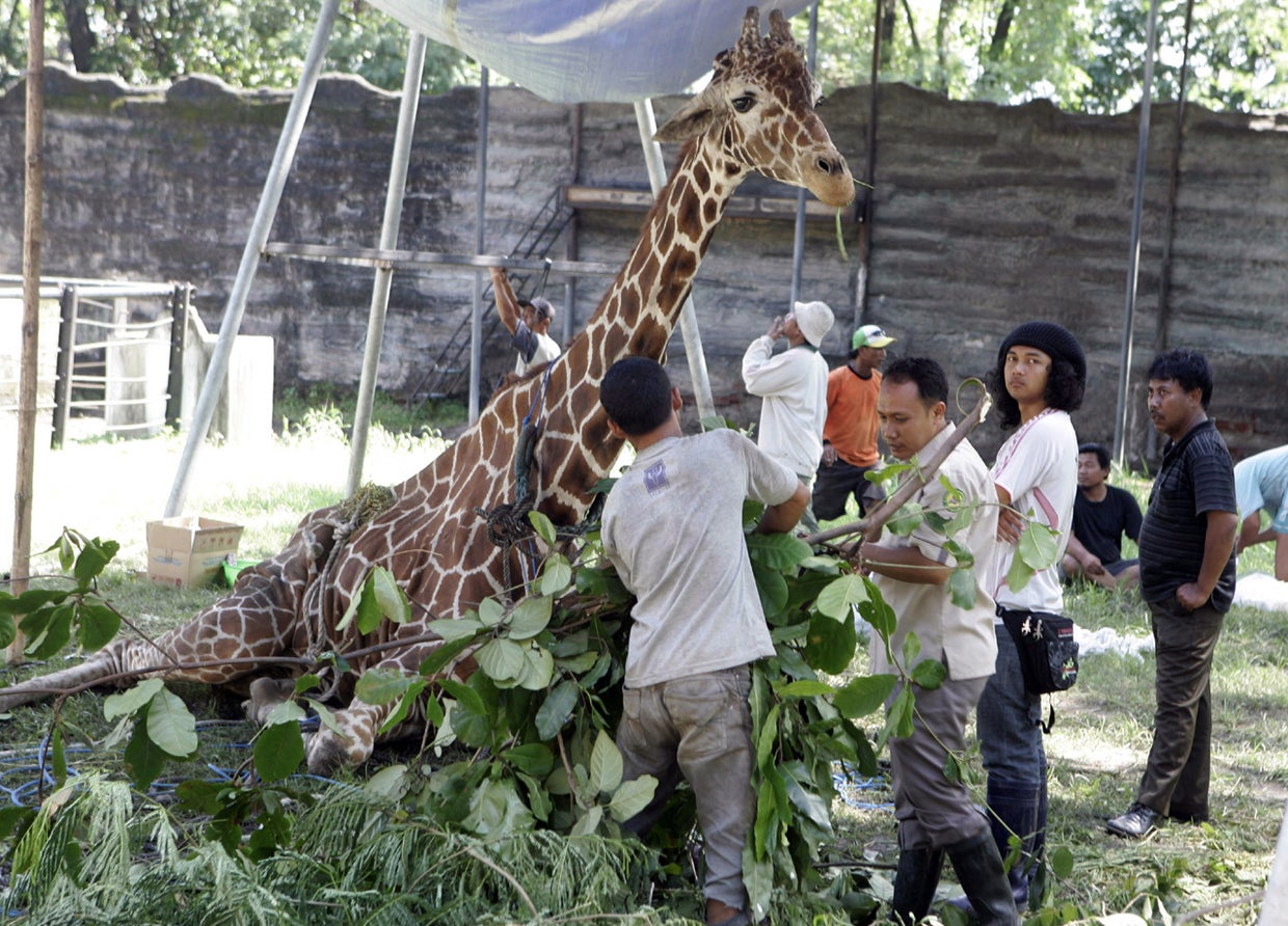 Suffering at Indonesia's "nightmare zoo"
