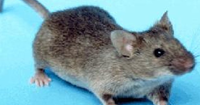 "Supermice" invade Europe with extra-strength sperm - CBS News