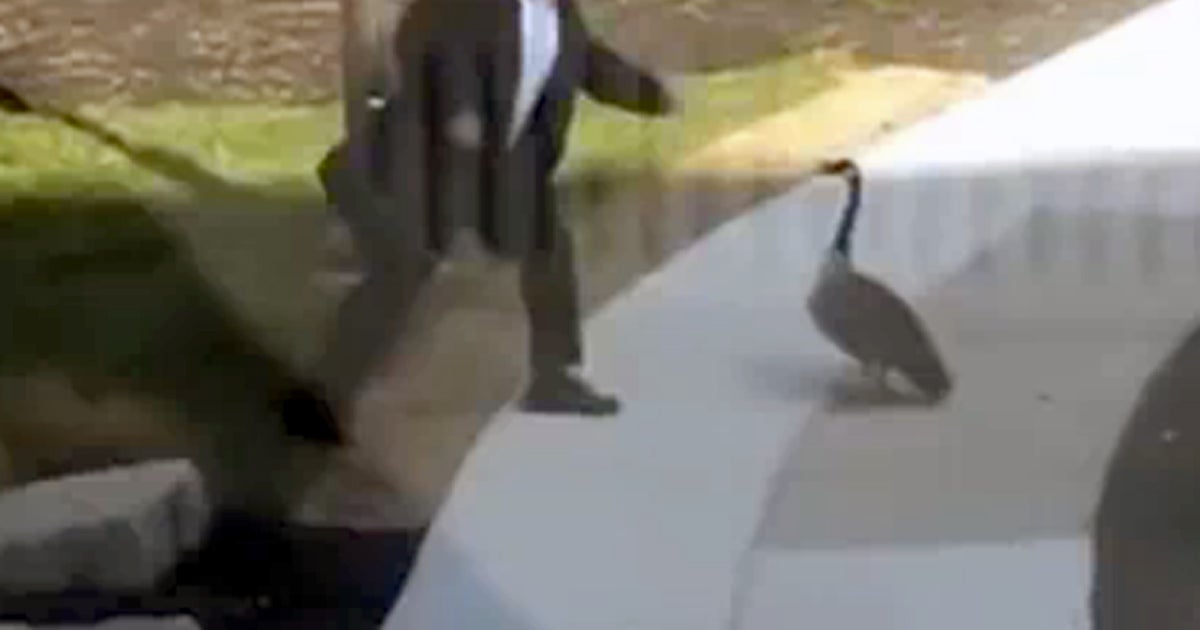 Man can't seem to catch a break with a wild goose attack - CBS News