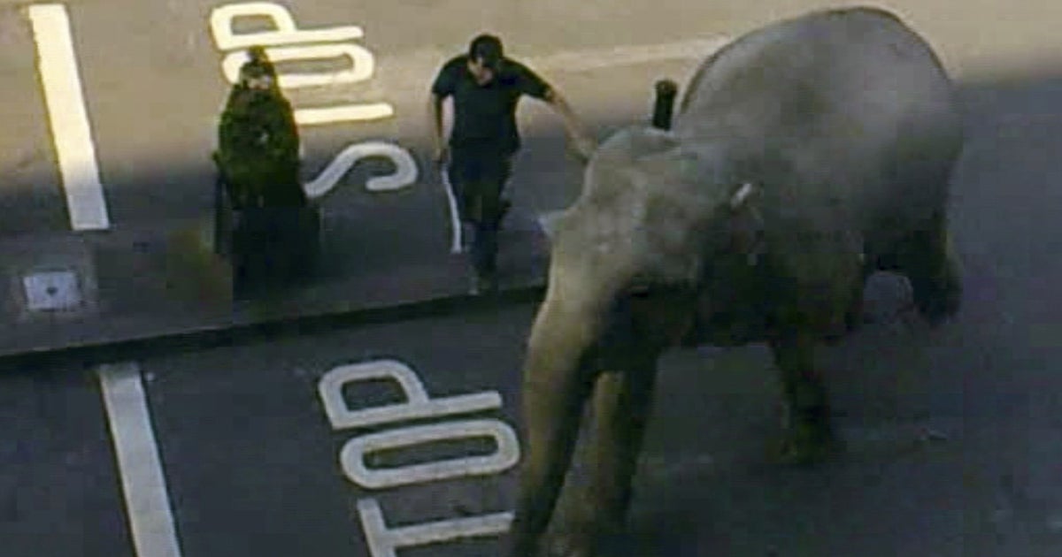 Elephant flees bath, escapes Irish circus - CBS News