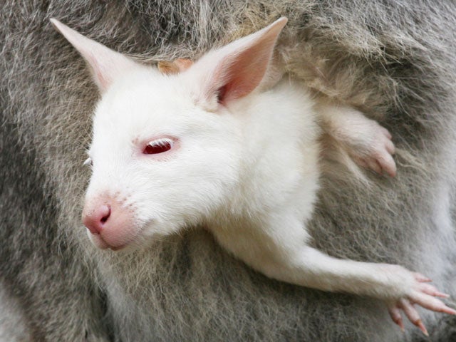 Rare albino animals