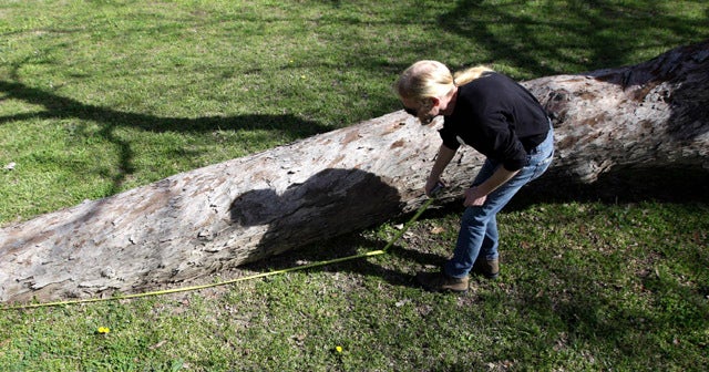 Groups identify trees bent by Native Americans - CBS News