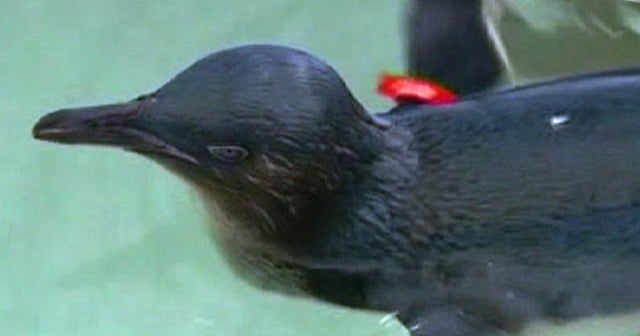 Kidnapped Aussie penguin rescued after close call - CBS News
