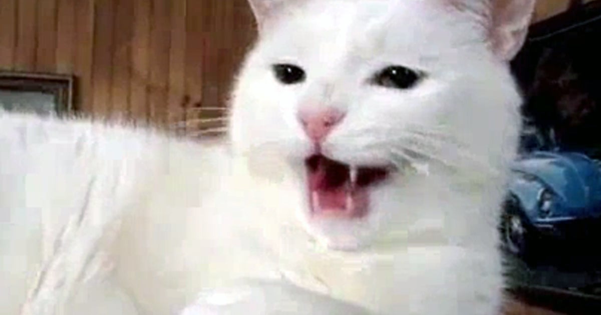 Talking cat isn't as gullible as his dog counterpart - CBS News