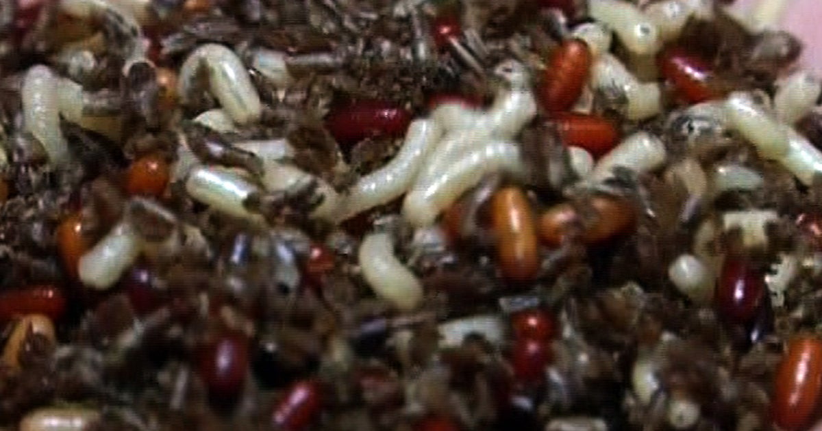 Burn victim identified by DNA in maggots - CBS News