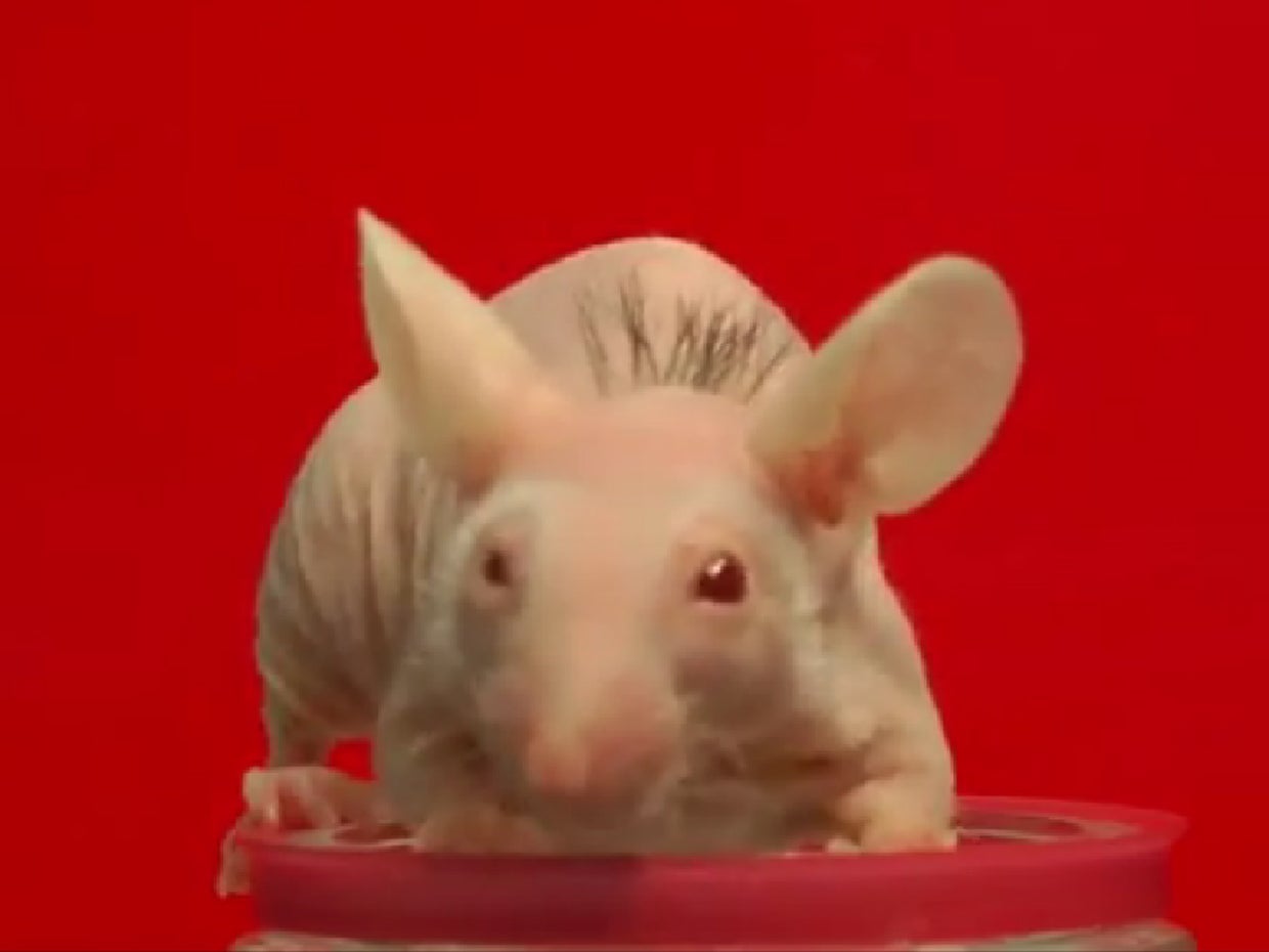 Researchers successfully grow hair on bald mouse: Humans next? - CBS News