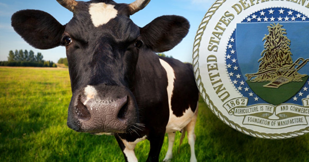 Mad cow disease in California: Should humans be worried? - CBS News