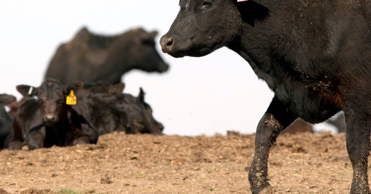 USDA: Mad cow discovered through testing was lame, lying down at ...