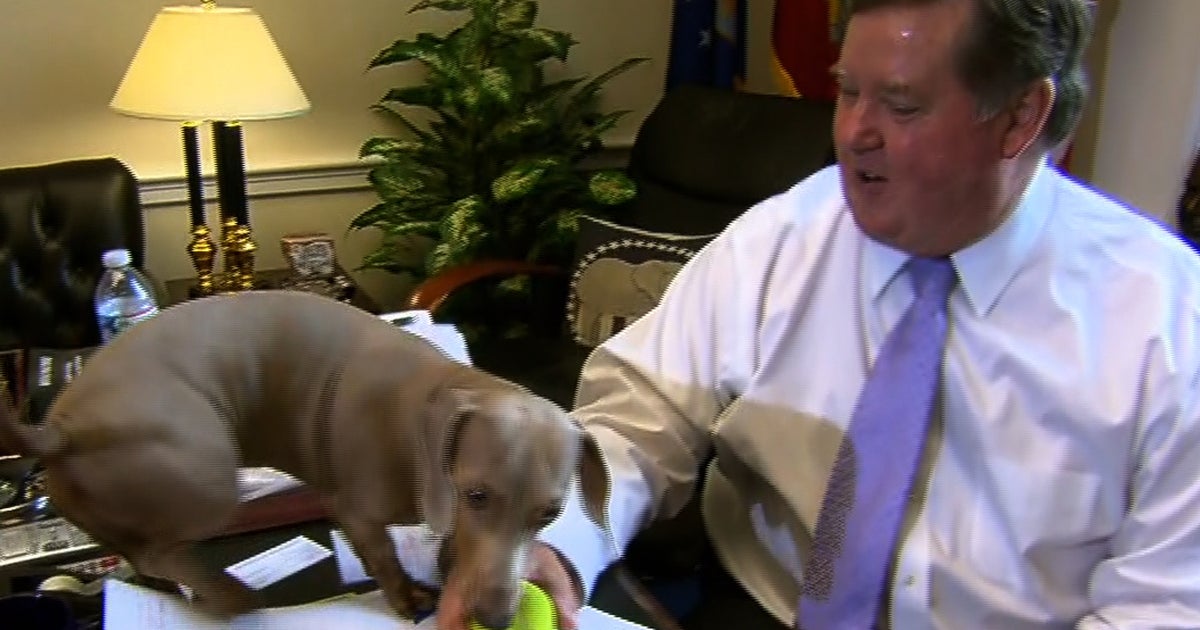 Study finds dogs may lower stress in workplace - CBS News