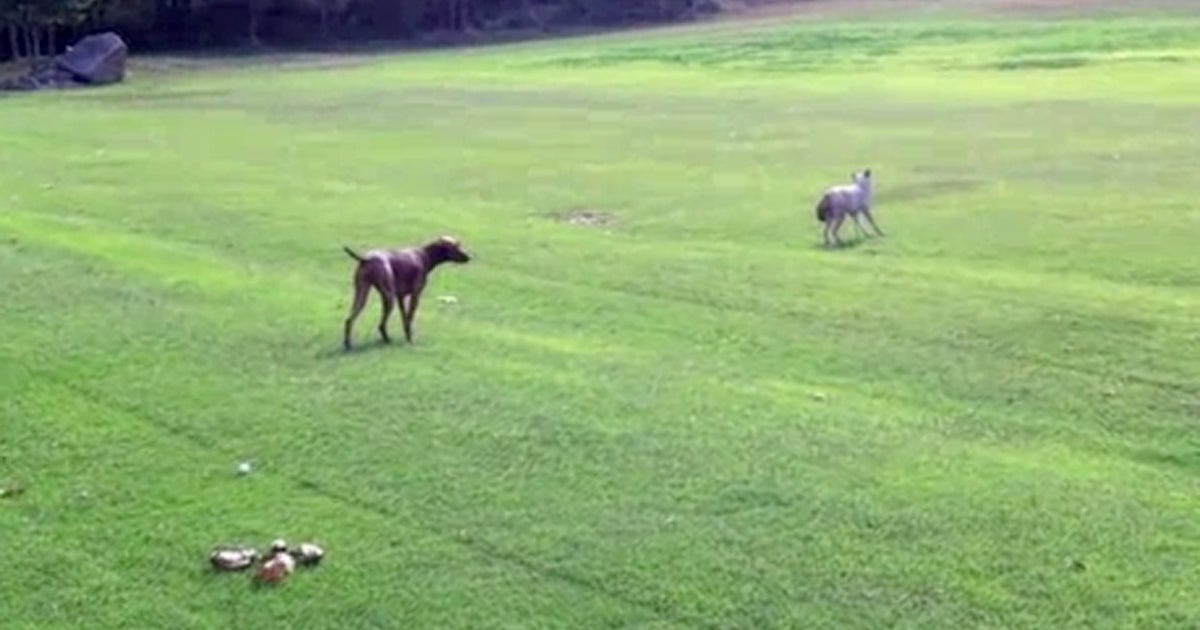 Two videos of dogs doing funny and amazing things - CBS News