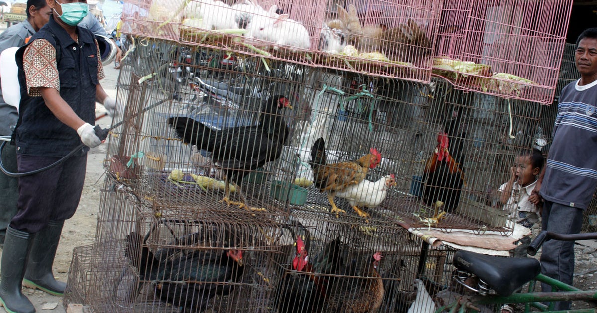 8-year-old Indonesian girl dies of bird flu, country's eighth death ...