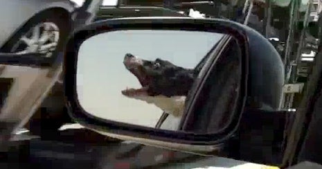 Dog tries to "eat" every single car that passes by him - CBS News
