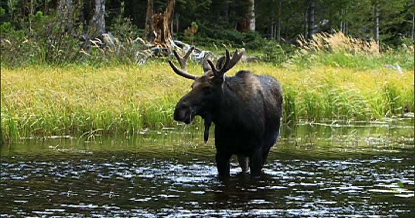 The moose of Cub Lake - CBS News