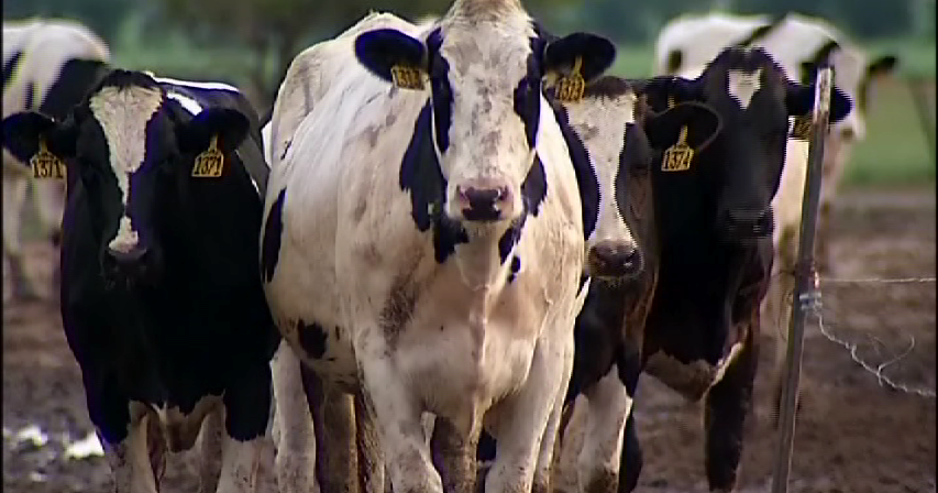Huge animal abuse settlement reached - CBS News