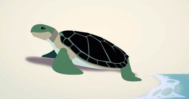Animated video about the miraculous sea turtle - CBS News