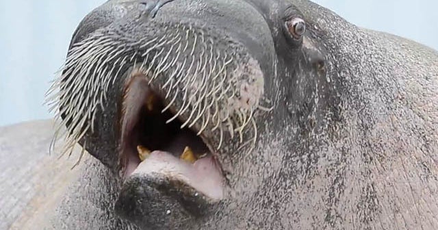 Meet E.T. the Whistlin' Walrus - CBS News